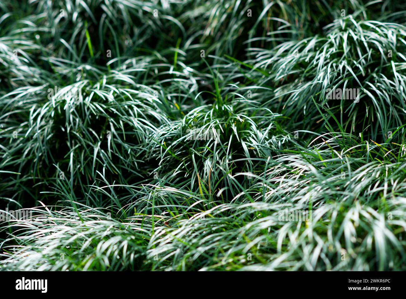 Ophiopogon japonicus hi-res stock photography and images - Alamy