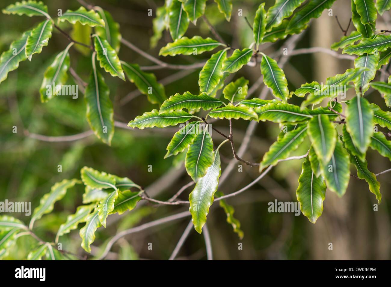 A close-up photo of the leaves of Pittosporum eugenioides growing in a ...