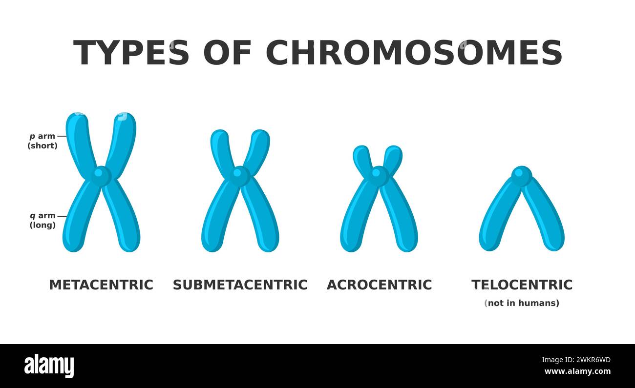 Classification of chromosomes Stock Vector Images - Alamy Classification of chromosomes Stock Vector Images - Alamy