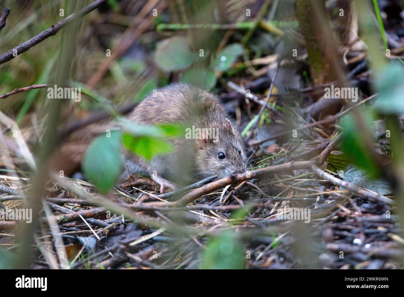 Brown Rat hunting for food on a forest floor. County Durham, England ...