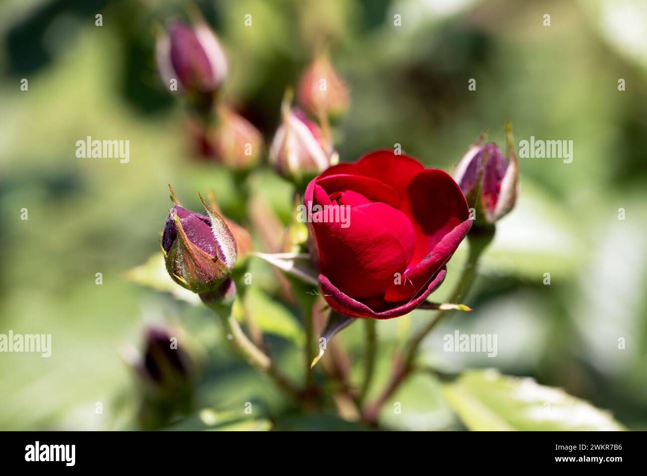 Bright rose close-up. Beautiful background blur, selective focus Stock ...