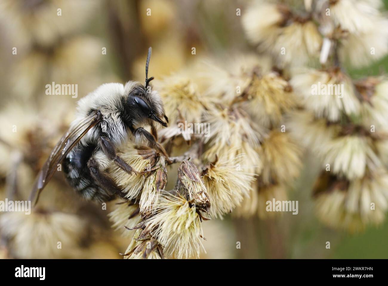 Natural closeup on a female Grey-backed mining bee, Andrena vaga ...