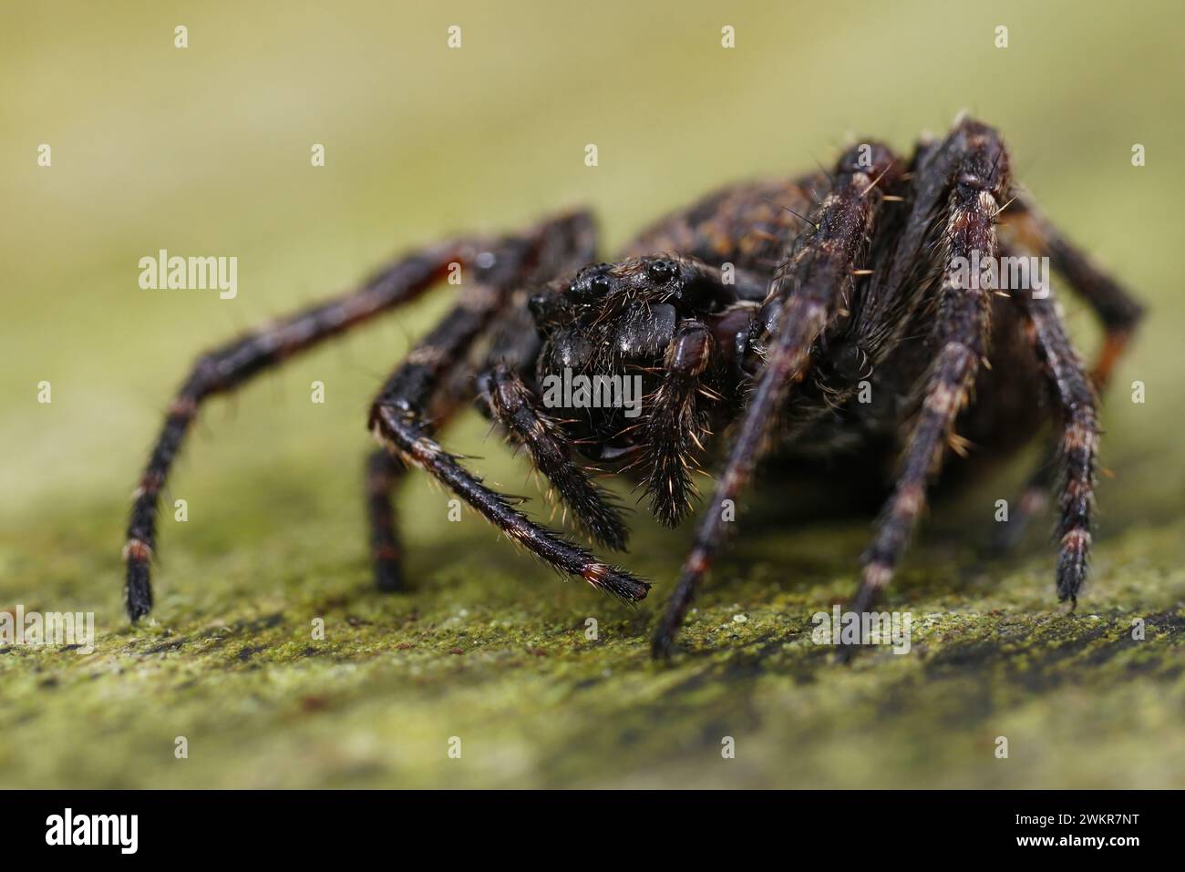 Detailed Closeup On The Dark Hairy Walnut Orb Weaver Spider Nuctenea Umbratica Sitting On Wood