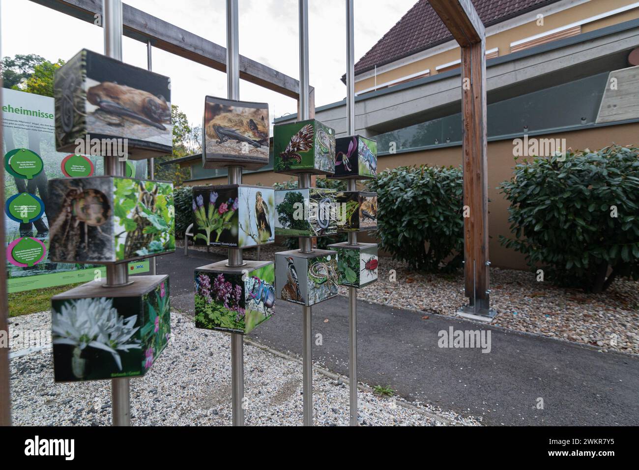 Rotating cubes that show animals and nature species Stock Photo - Alamy