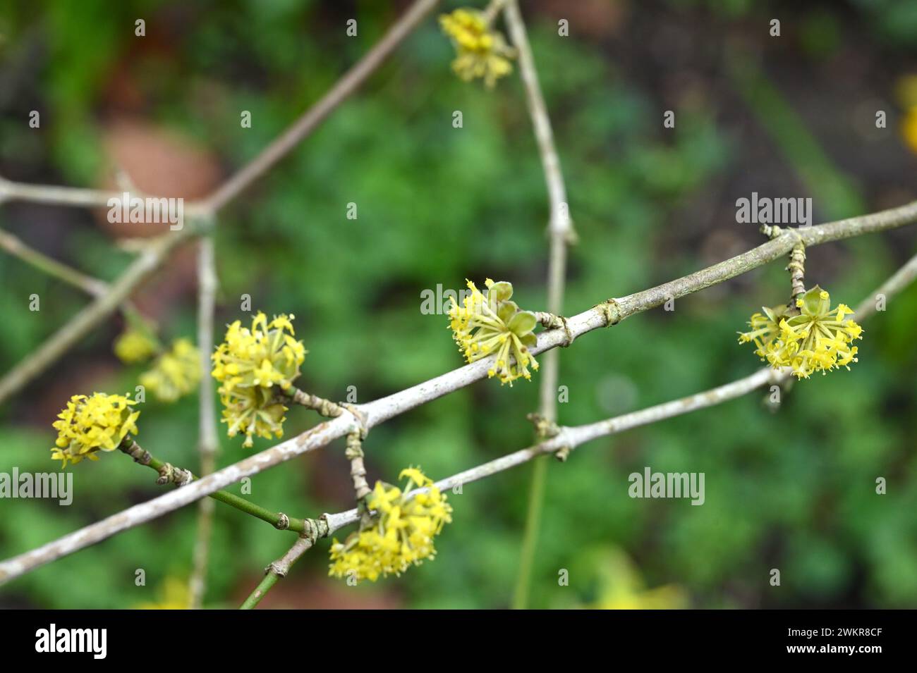 Yellow winter flowers of Cornus mas, or Cornelian cherry 'Golden Glory ...