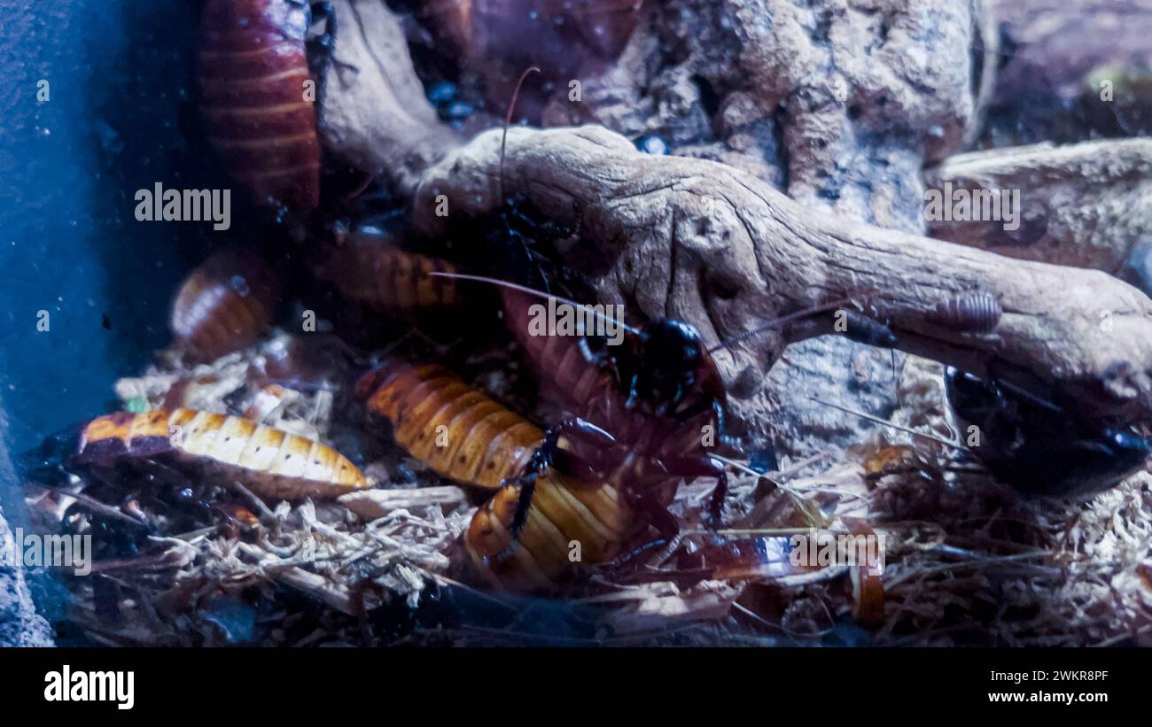 Zoo display, large cockroaches in an aquarium Stock Photo - Alamy