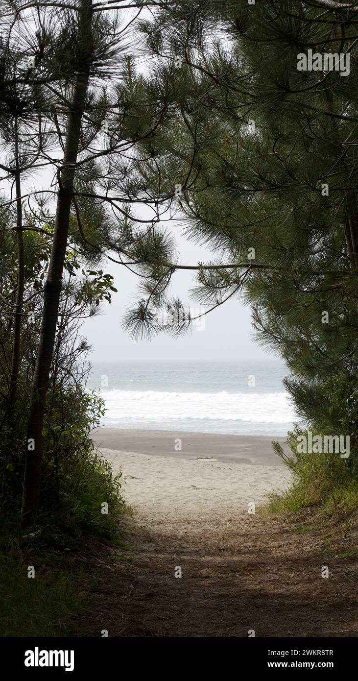 A scenic view of beach through lush foliage Stock Photo - Alamy