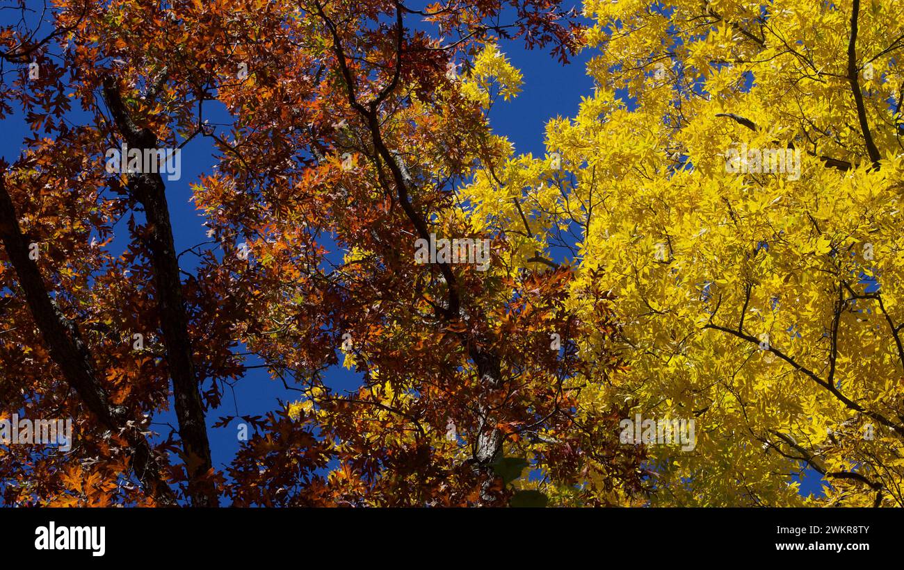 Swaying cluster hi-res stock photography and images - Alamy