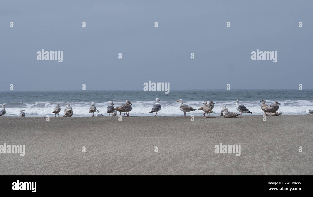 Seagulls on clifftop hi-res stock photography and images - Alamy