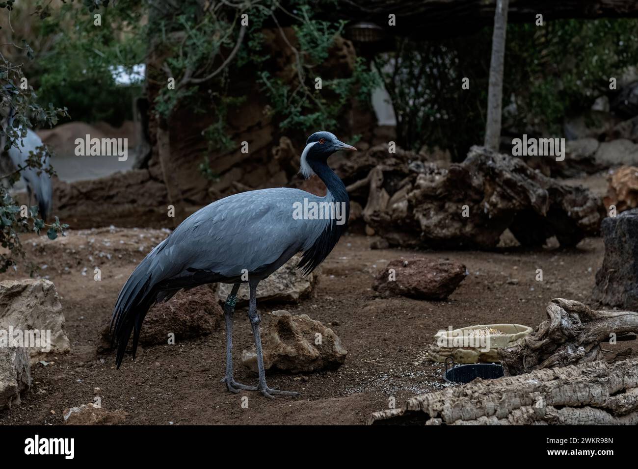 Large bird enclosure hi-res stock photography and images - Alamy