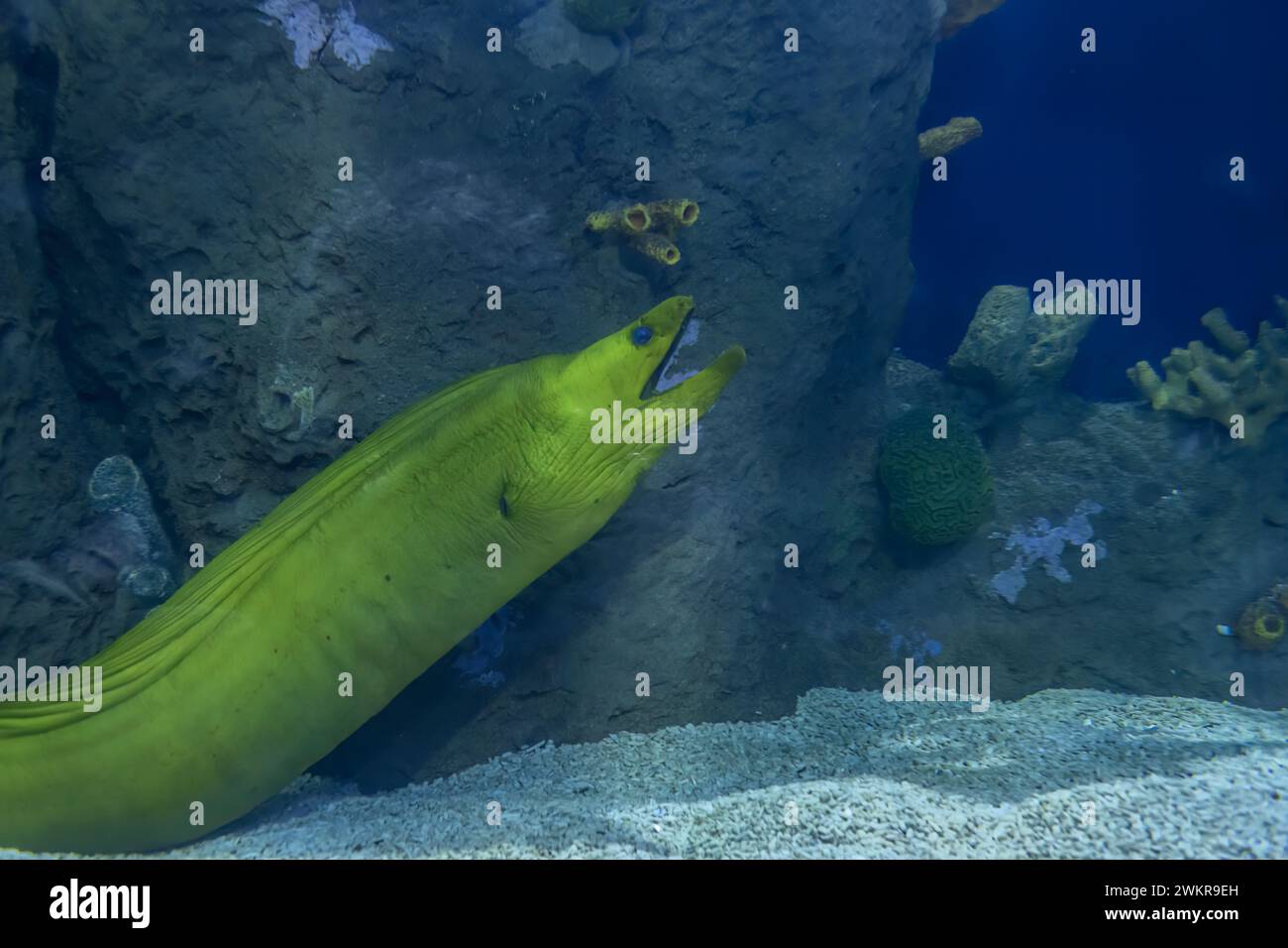 Underwater lurking eel hi-res stock photography and images - Alamy
