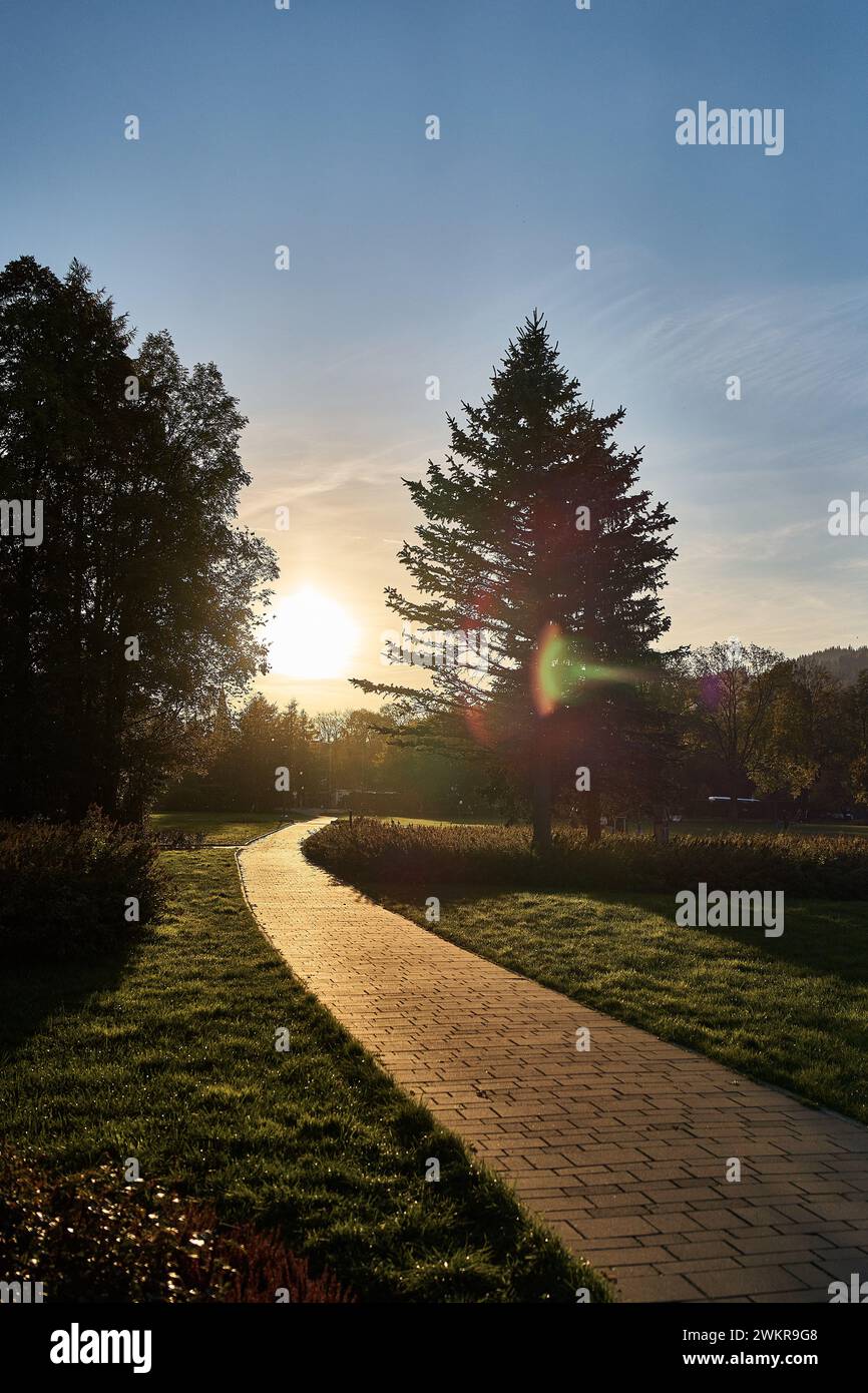 the pathway amidst trees illuminated by the sunset light Stock Photo ...