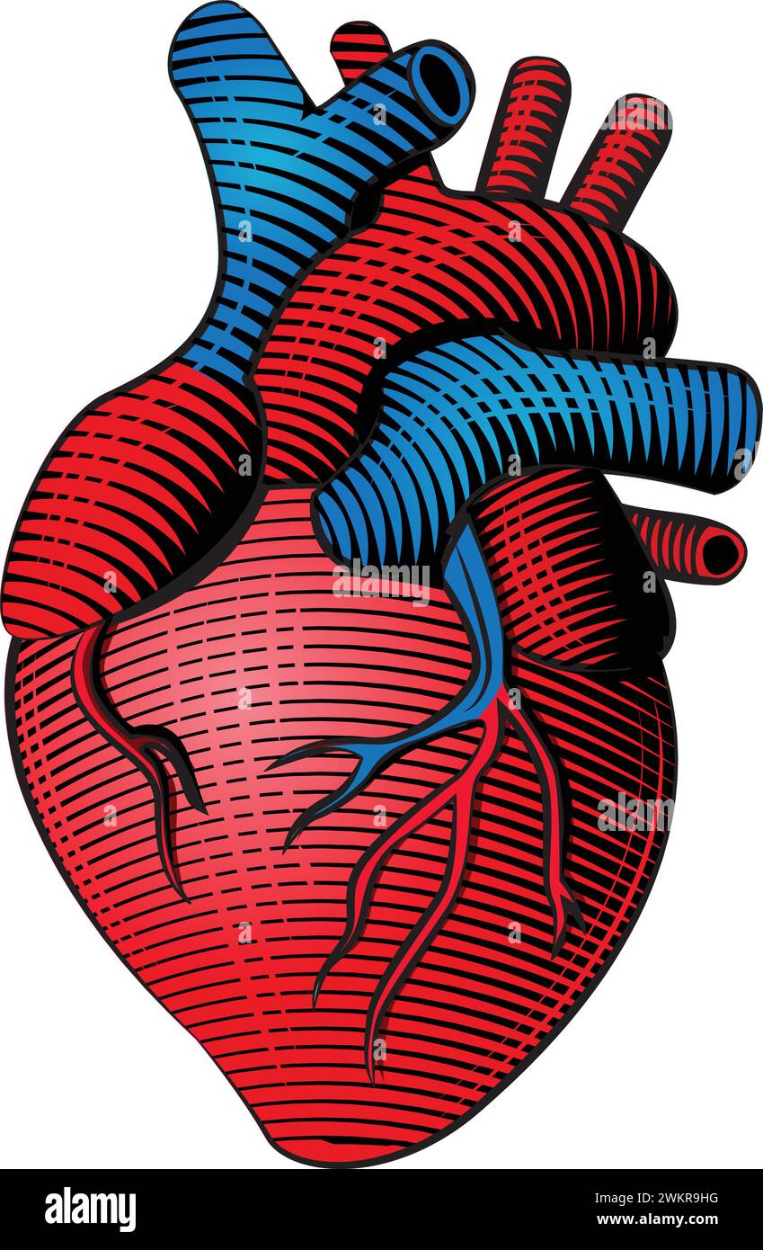 Woodcut style colored human heart line art Stock Vector Image & Art - Alamy