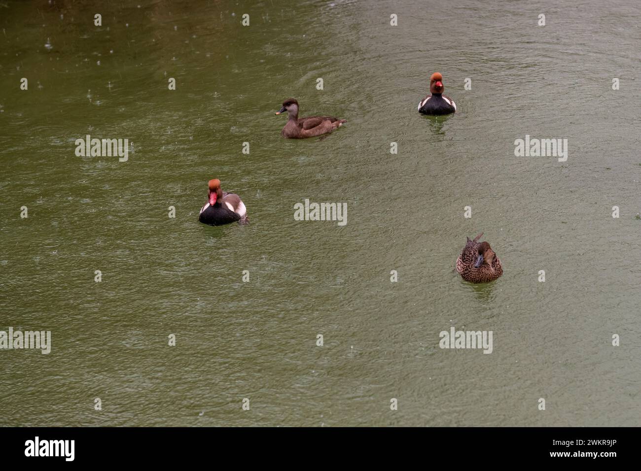 Trio of Red-Crested Pochard Ducks on Tranquil Waters Stock Photo - Alamy