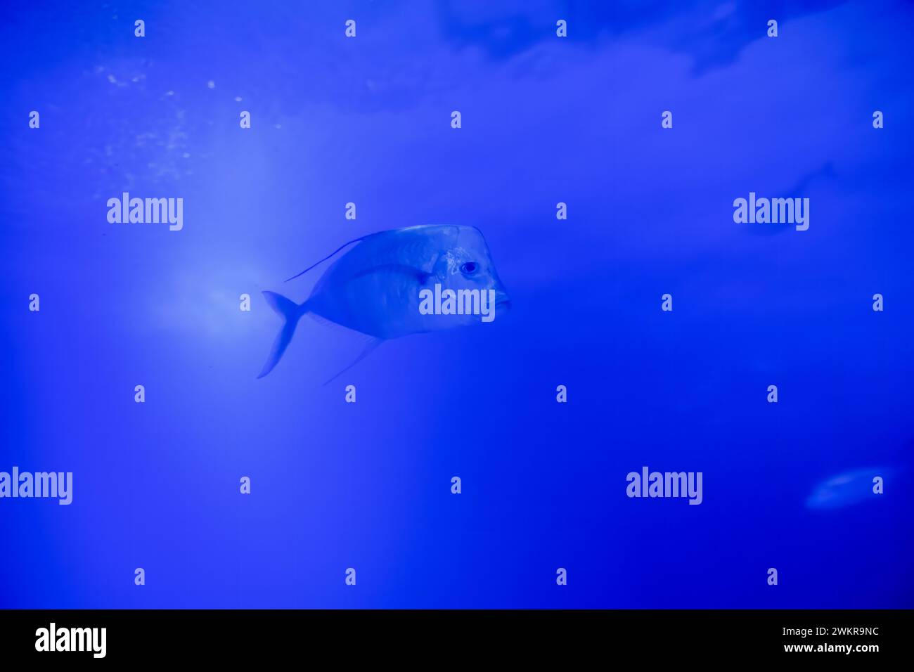 A Lookdown fish, known for its distinctive profile, swims solo in the ...