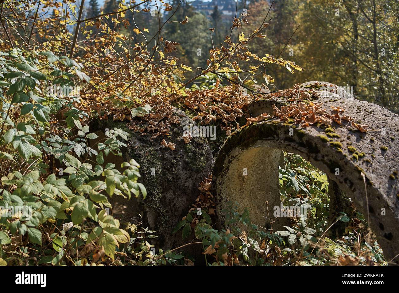 Segments of a huge concrete pipe covered in moss in forest Stock Photo ...