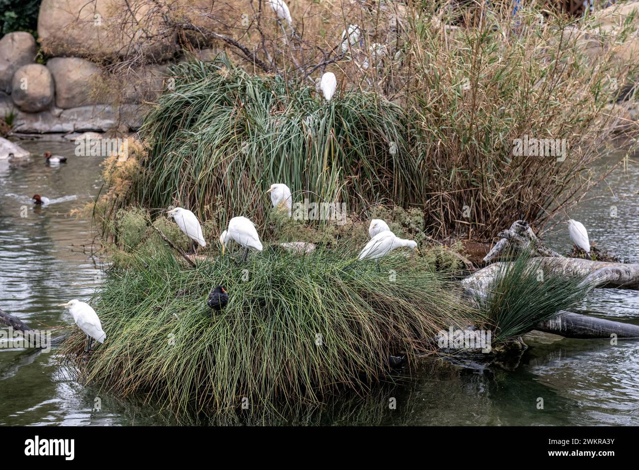 Snowy Egrets and Ducks on a Riverside Nesting Ground Stock Photo - Alamy