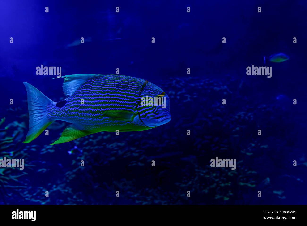 A colorful striped grunt fish, known as the 'pirate fish', glides ...