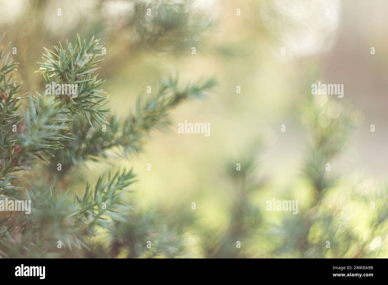 Pine tree branches close hi-res stock photography and images - Alamy