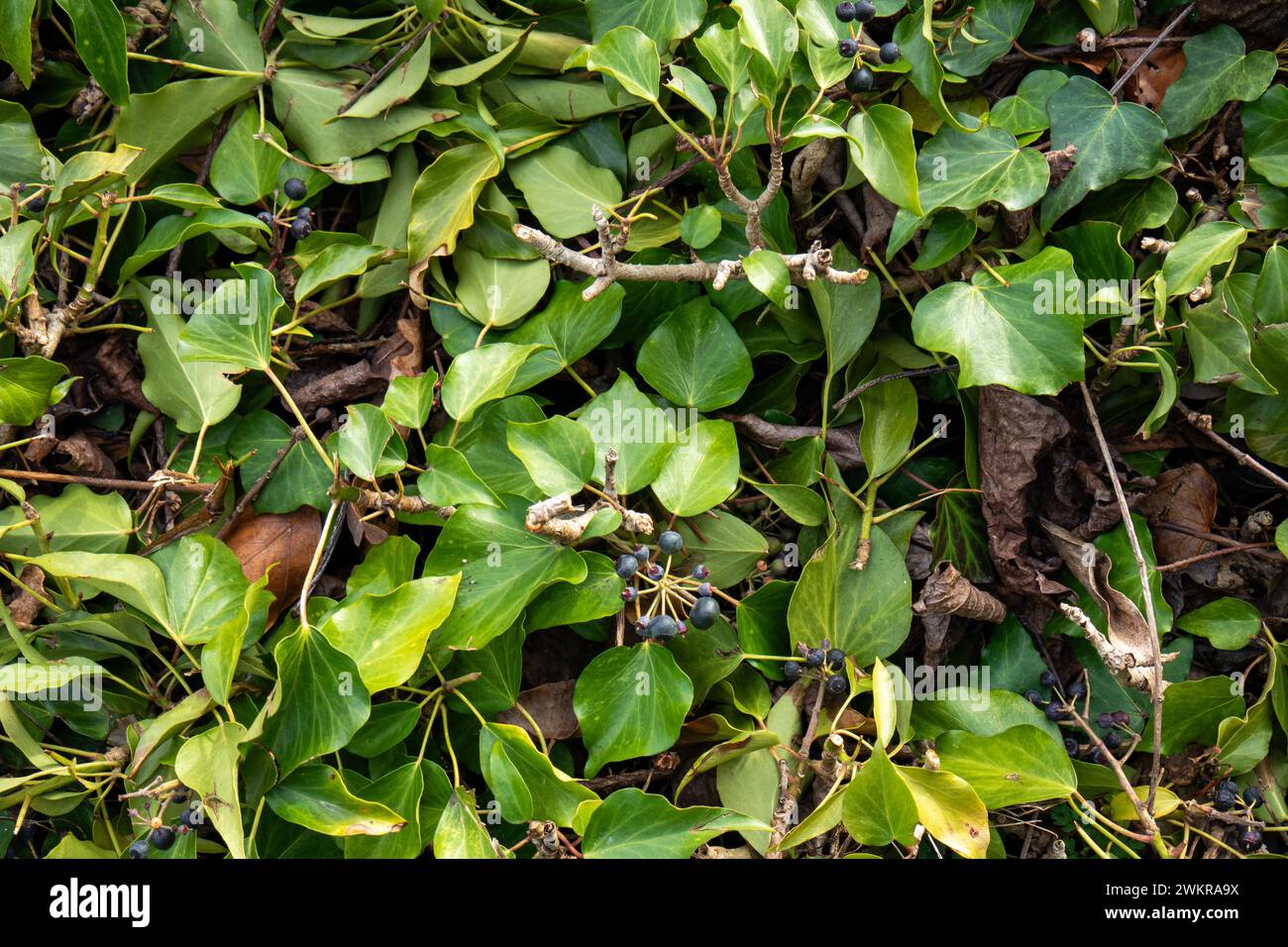 Common European creeping ivy bush with berries, above view, early ...