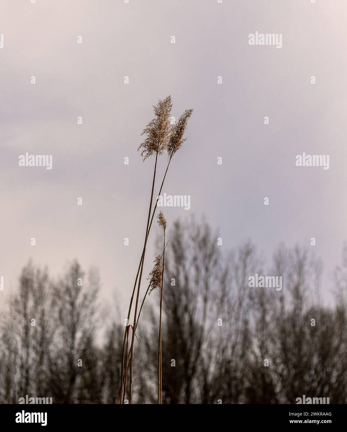 Leaves trees sway in wind hi-res stock photography and images - Alamy