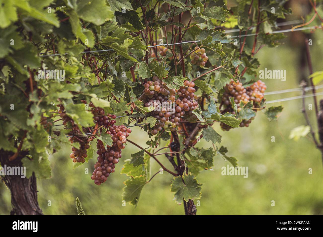 Grapes hanging on wire hi-res stock photography and images - Alamy