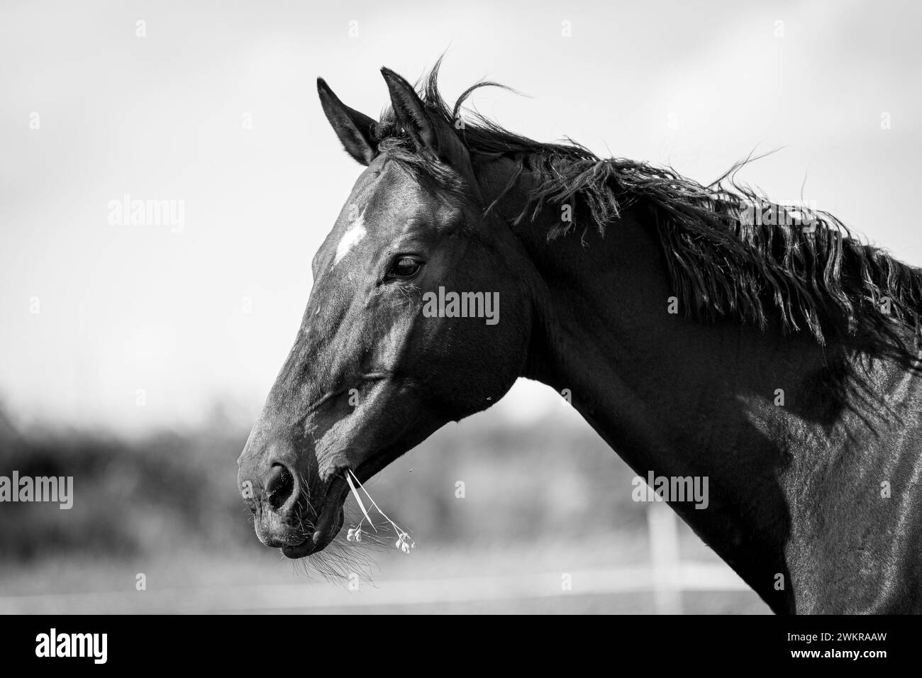 Side view profile beautiful Black and White Stock Photos & Images - Alamy