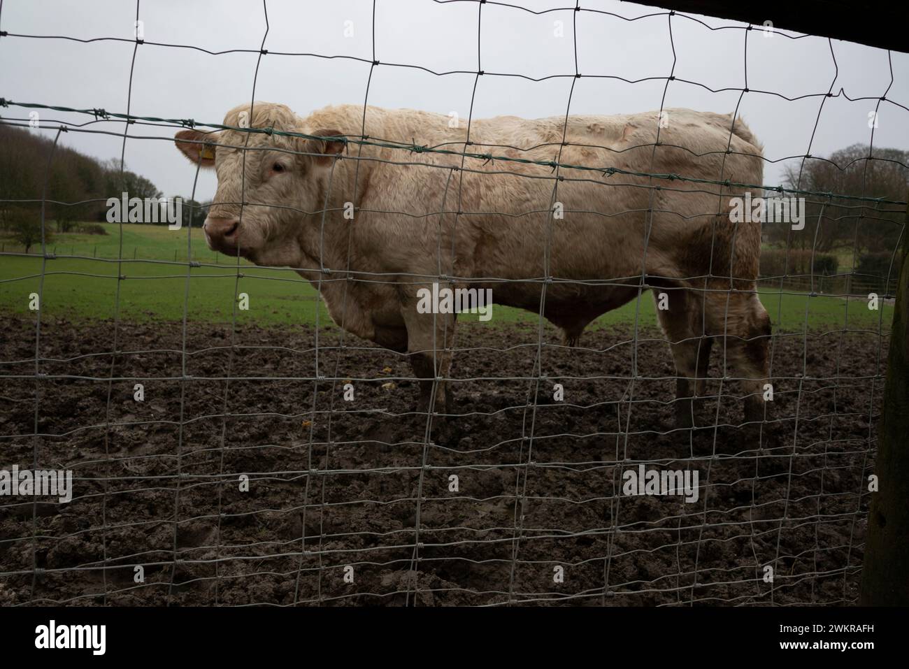 Jersey bull behind chain-linked fence Stock Photo - Alamy
