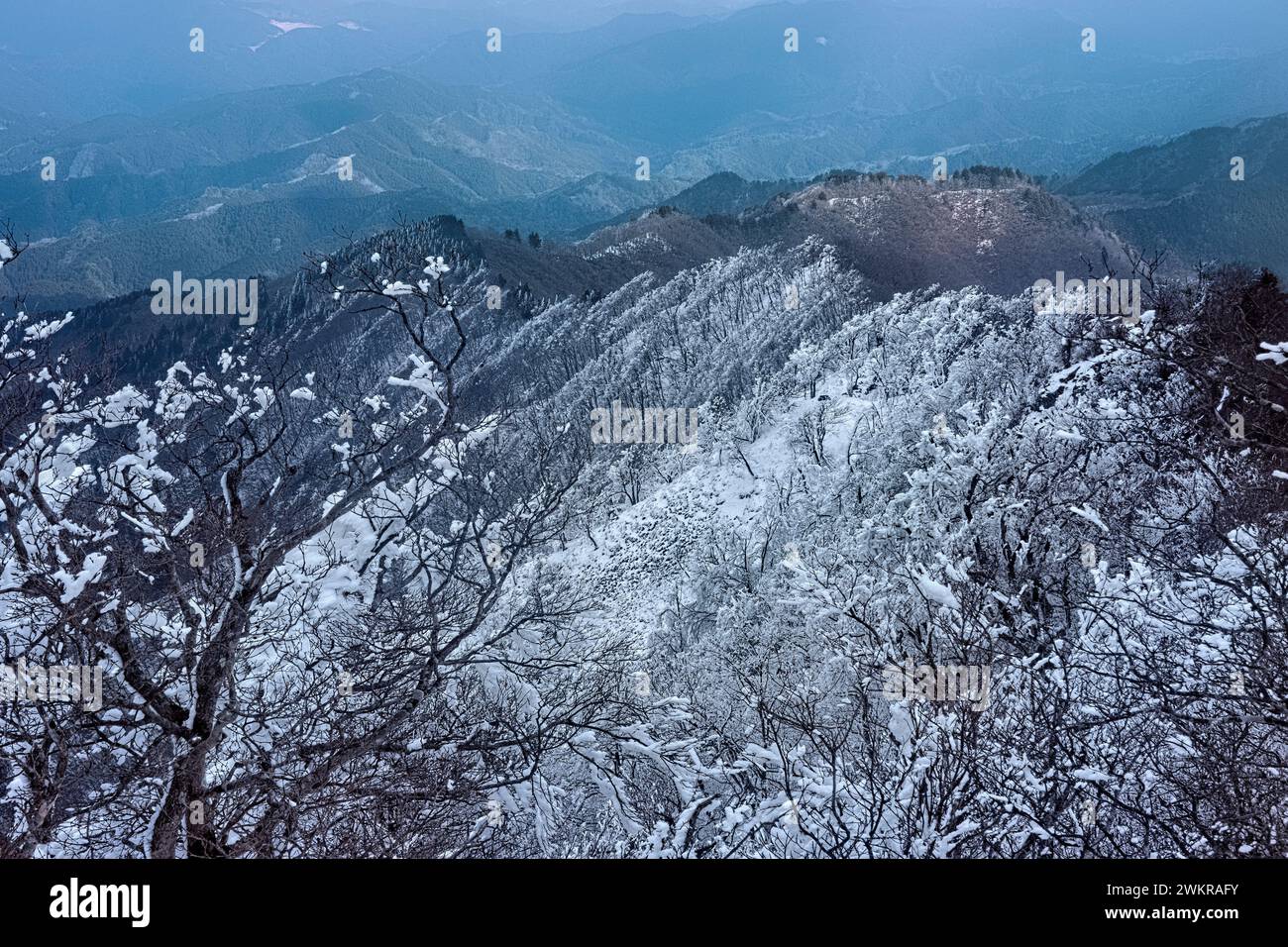A forest of rime ice on Mount Takami in winter, Nara, Japan Stock Photo ...