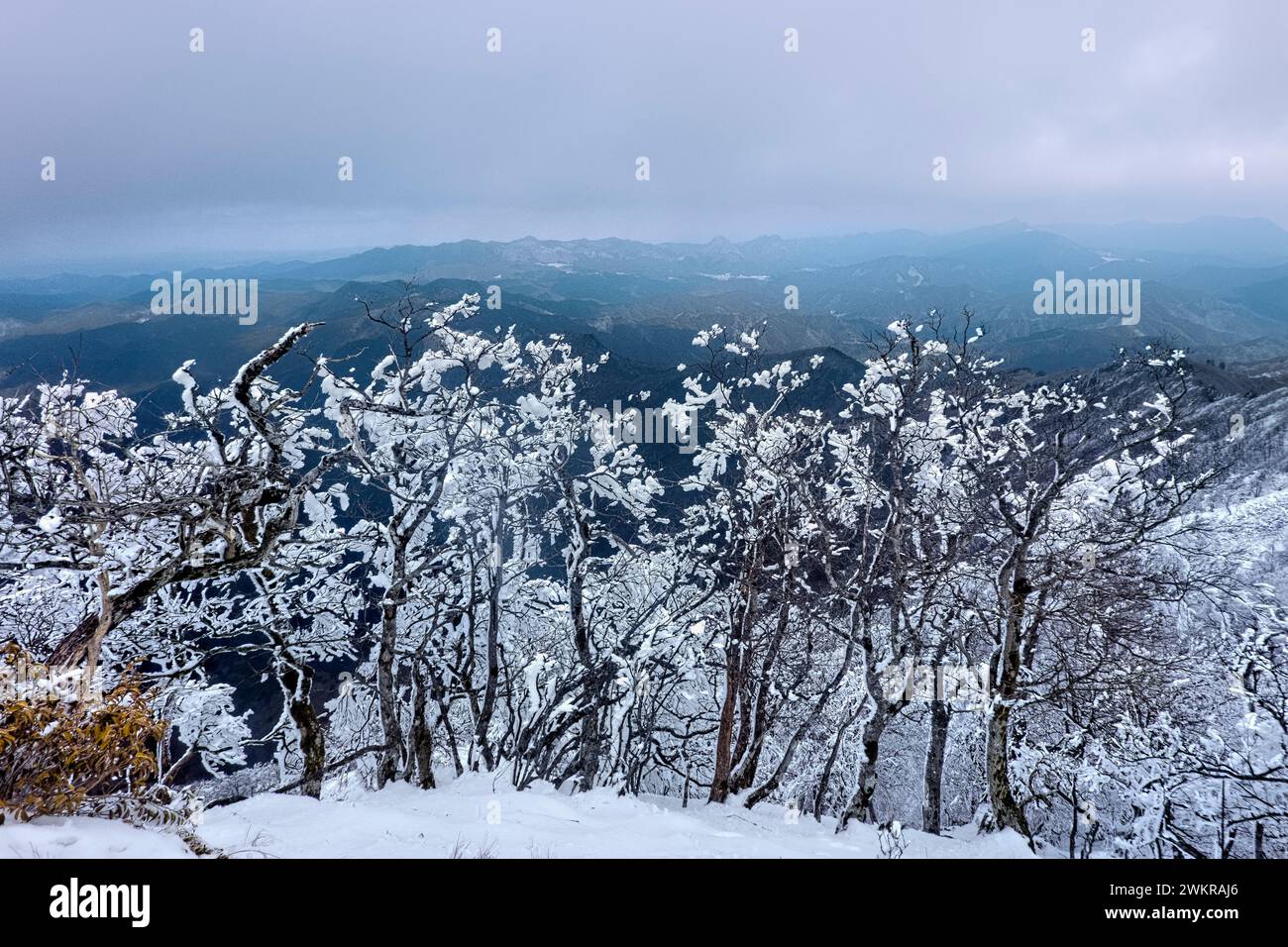 A forest of rime ice on Mount Takami in winter, Nara, Japan Stock Photo ...