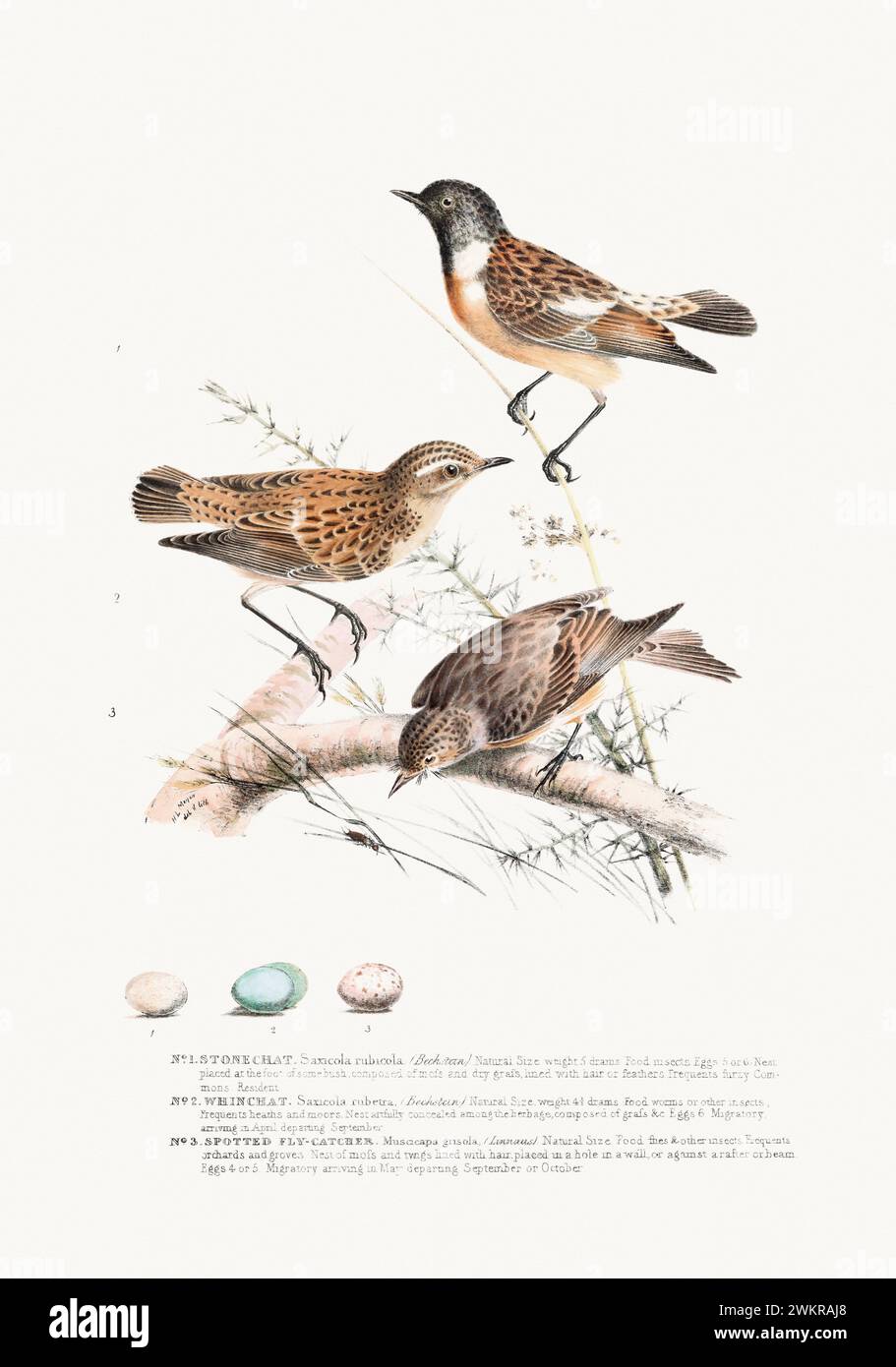 Vintage Bird Illustration Flying