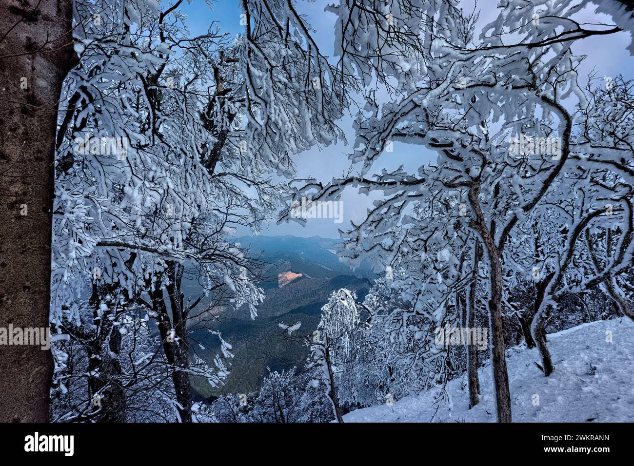 A forest of rime ice on Mount Takami in winter, Nara, Japan Stock Photo ...