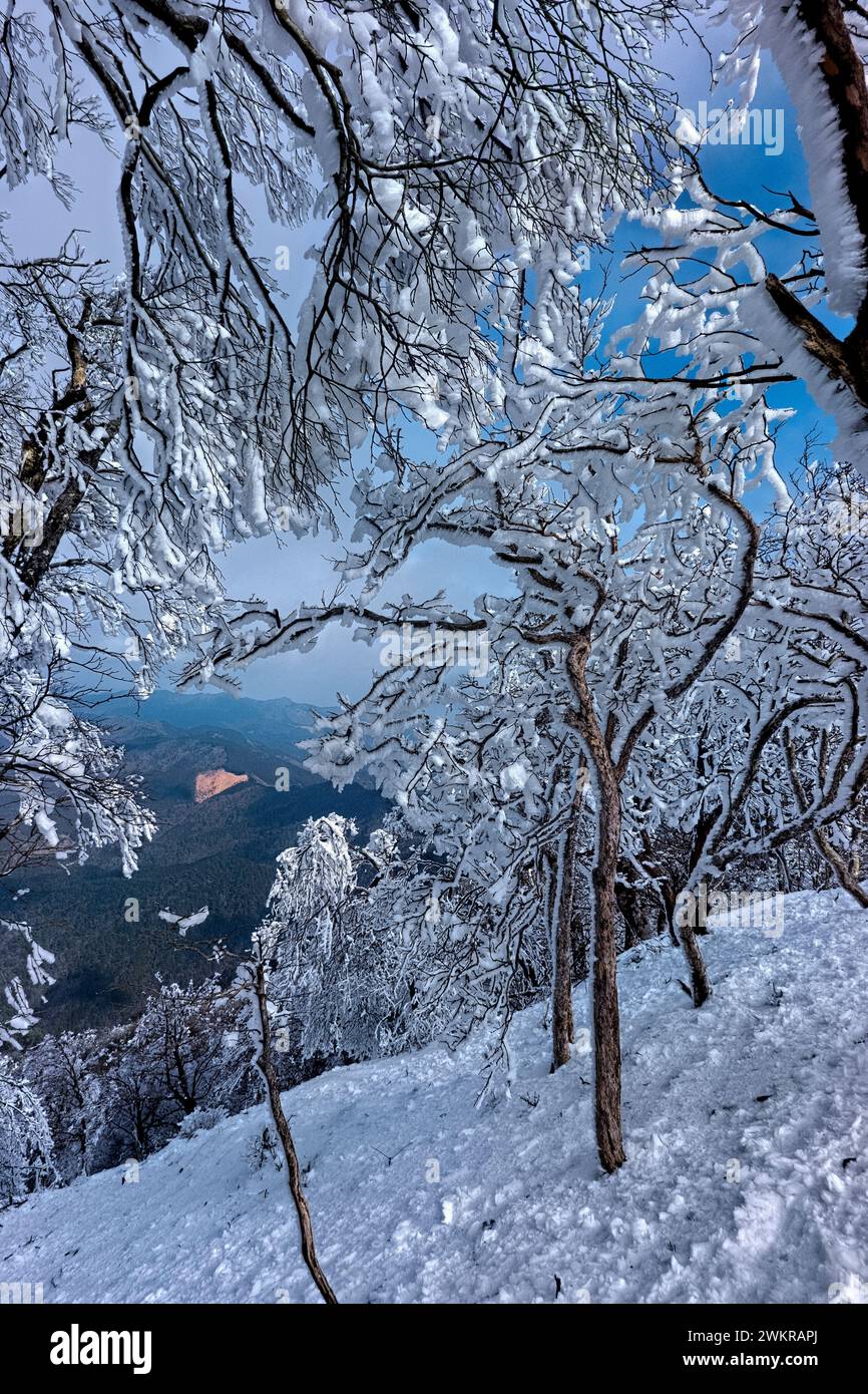 A forest of rime ice on Mount Takami in winter, Nara, Japan Stock Photo ...