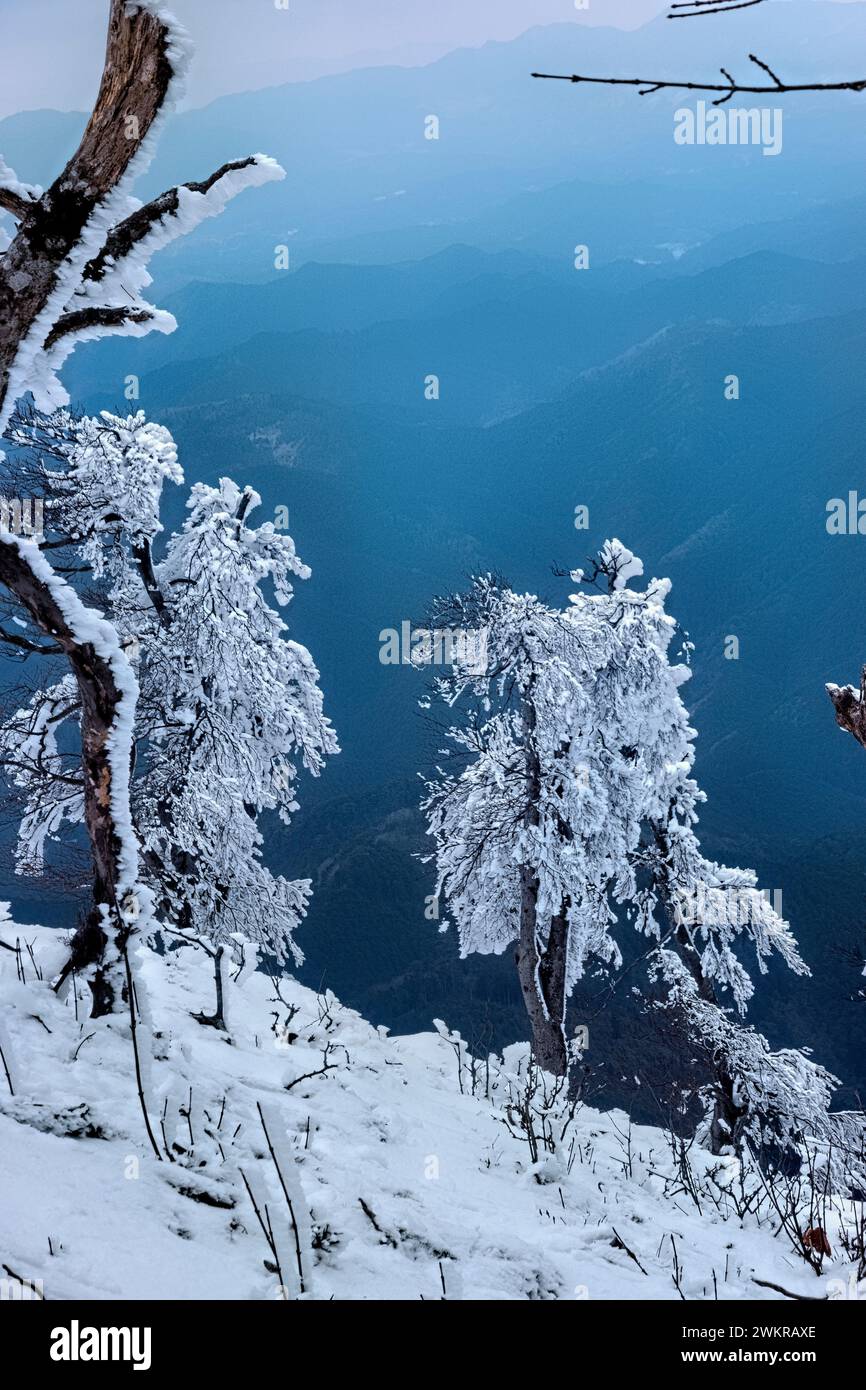 A forest of rime ice on Mount Takami in winter, Nara, Japan Stock Photo ...
