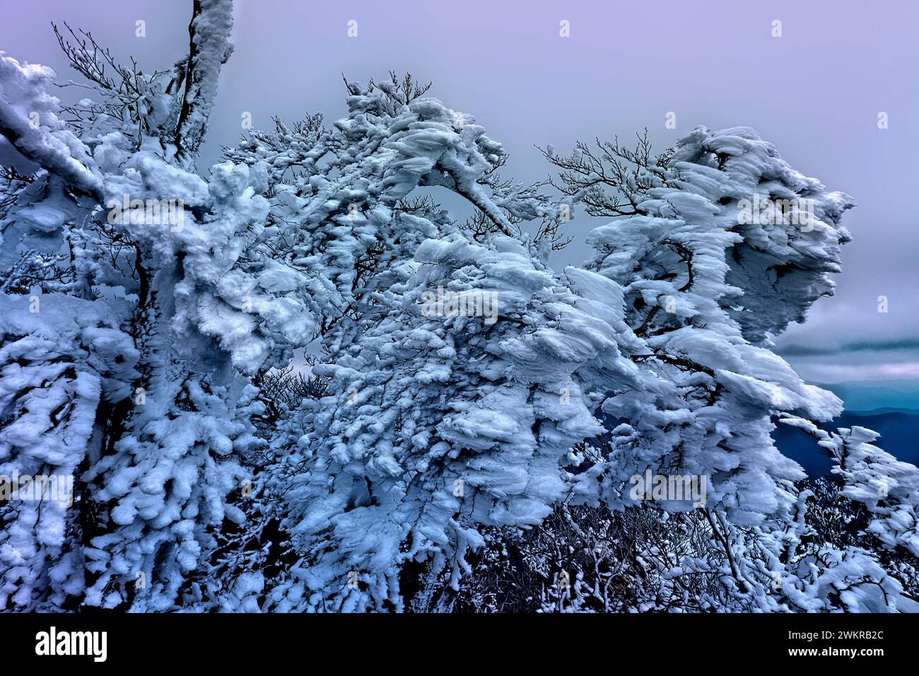 A forest of rime ice on Mount Takami in winter, Nara, Japan Stock Photo ...