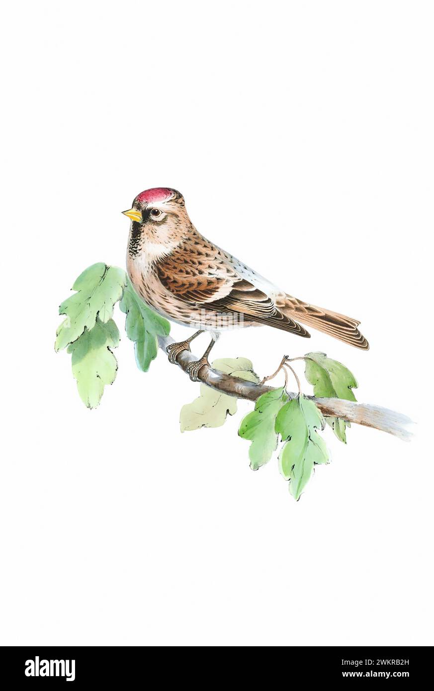 Bird art. Vintage-style bird illustration.Digital Watercolor painting ...