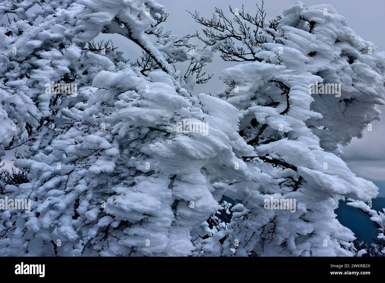 A forest of rime ice on Mount Takami in winter, Nara, Japan Stock Photo ...