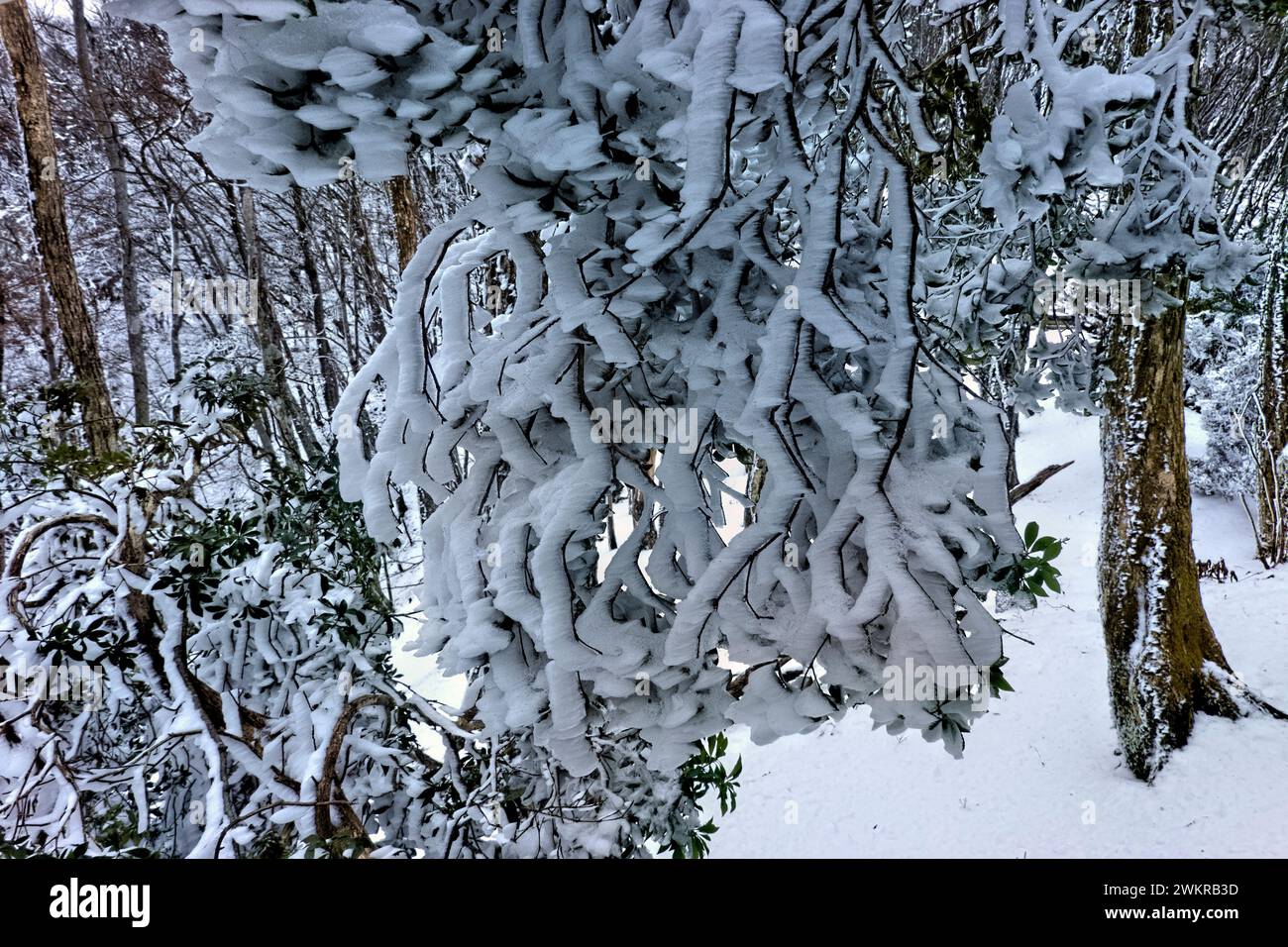 A forest of rime ice on Mount Takami in winter, Nara, Japan Stock Photo ...