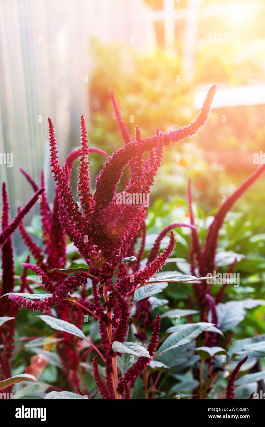 Edible amaranth hi-res stock photography and images - Alamy