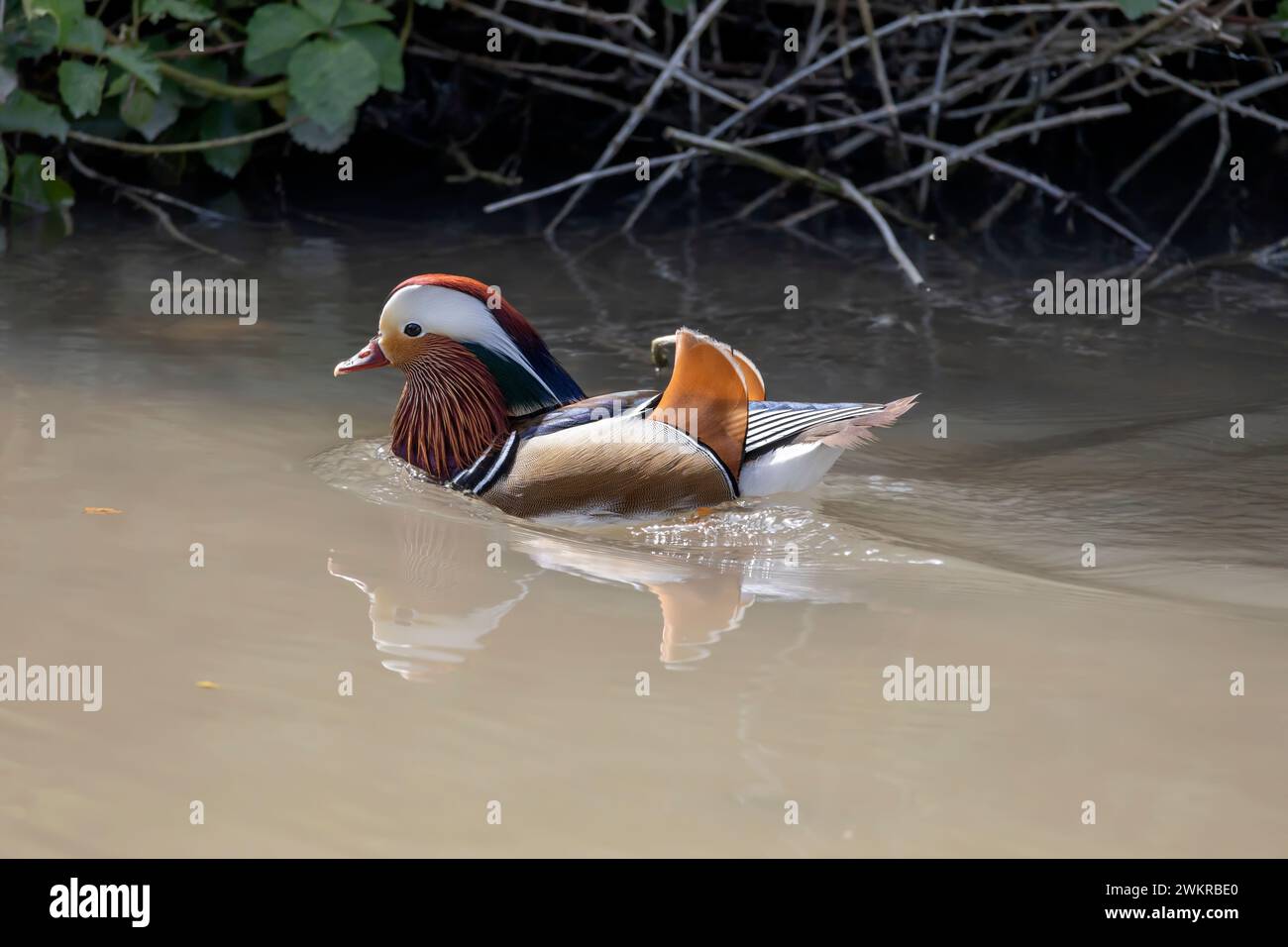 A beautiful mandarin duck male in the water Stock Photo - Alamy