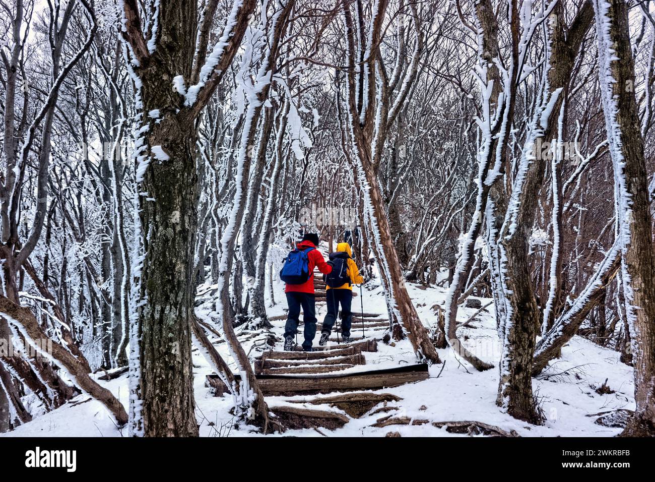 Trekking through the snow and rime ice to Mount Takami in winter, Nara ...