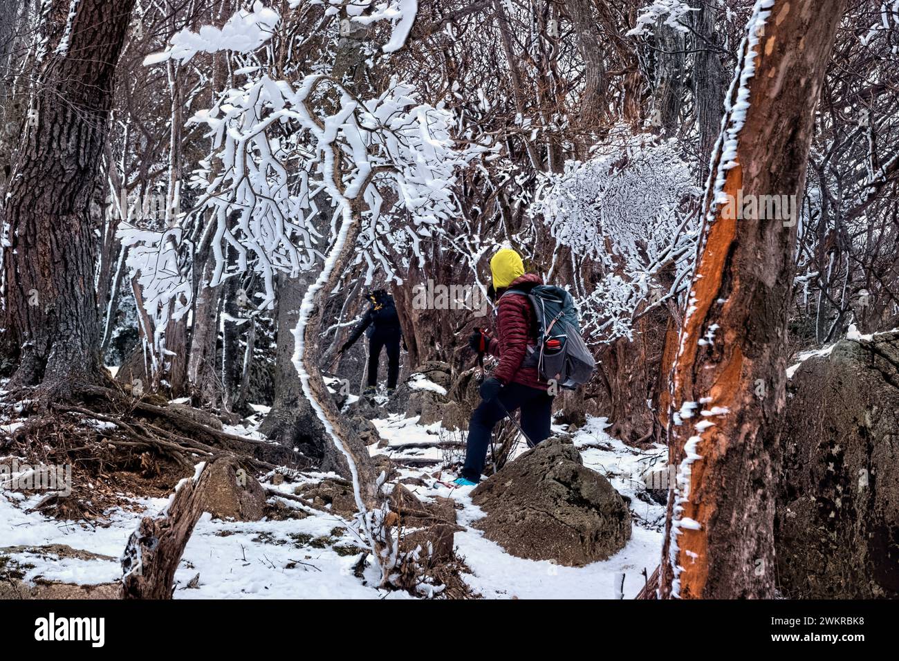 Trekking through the snow and rime ice to Mount Takami in winter, Nara ...