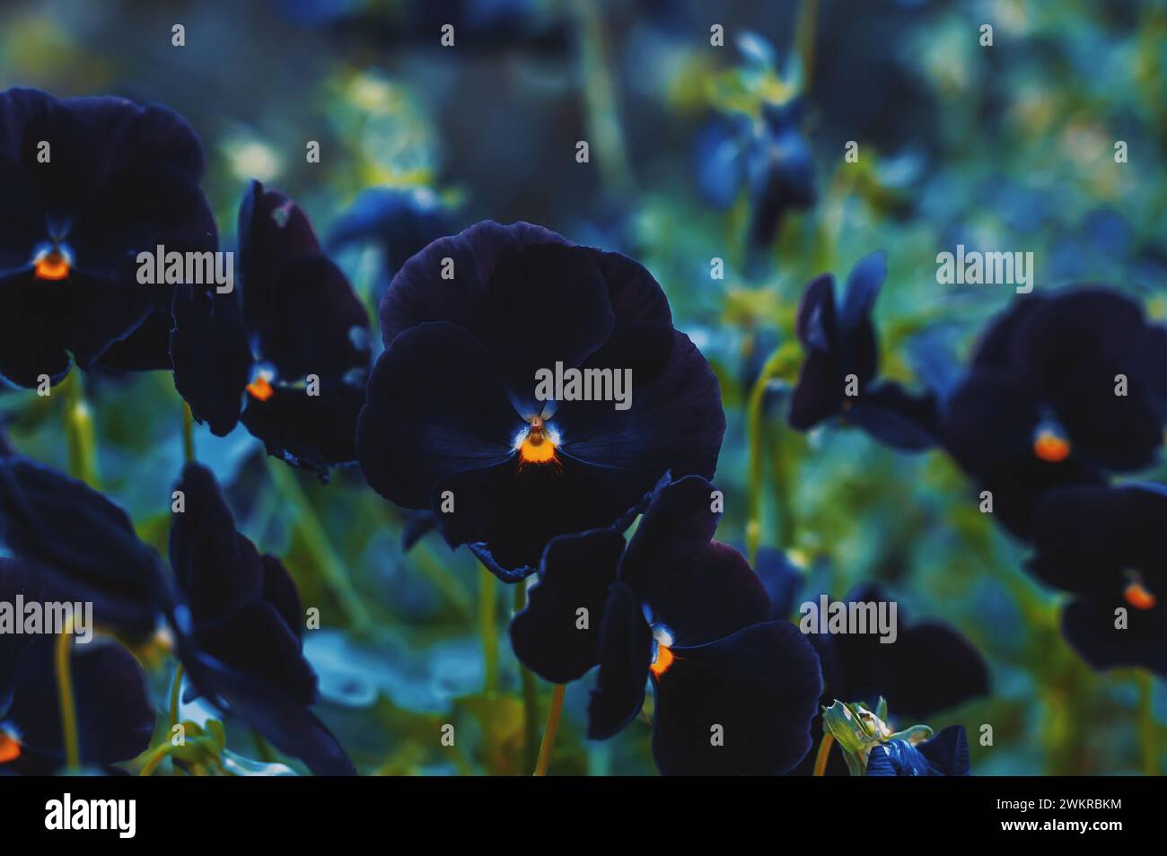 dark blue pansies - violets. Velvet dark violet flowers with a yellow ...