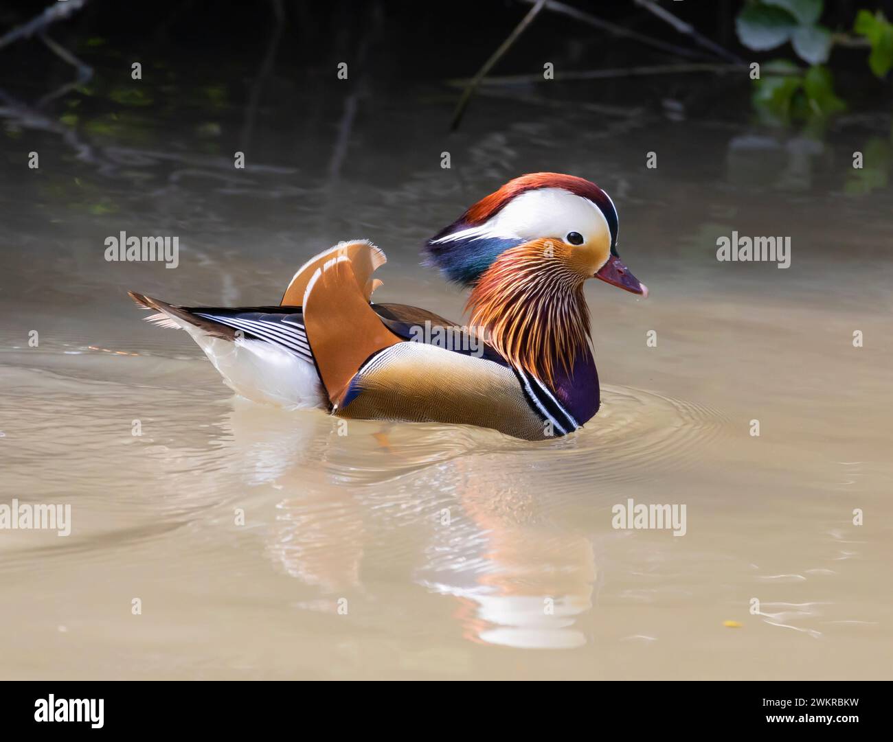 Mandarin ducks swimming on water hi-res stock photography and images ...