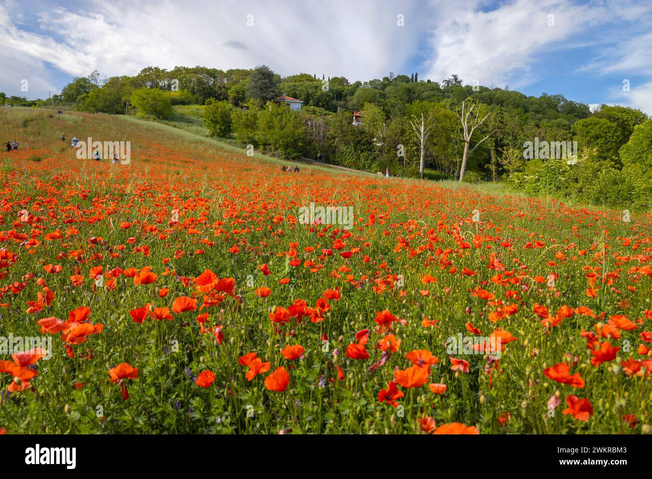 Poppi field hi-res stock photography and images - Alamy