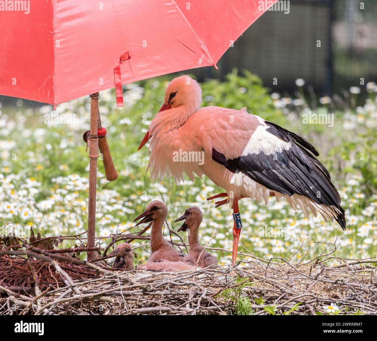 Female stork in the nest with her three young Stock Photo - Alamy