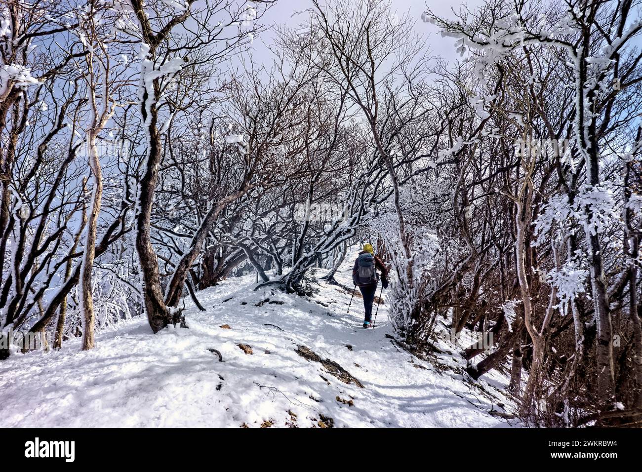 Trekking through the snow and rime ice to Mount Takami in winter, Nara ...