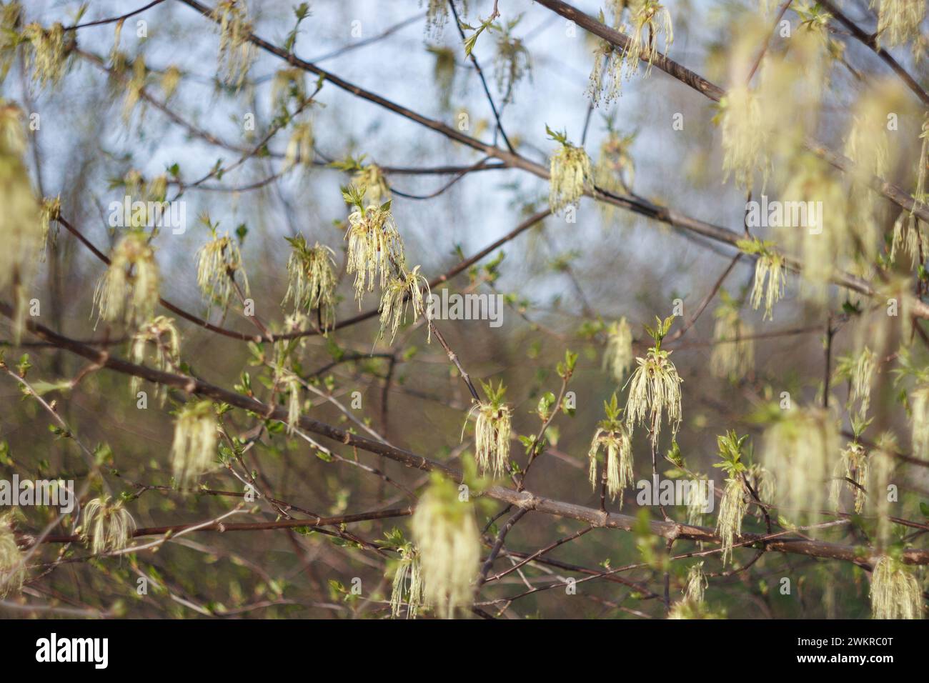 Maple bloom in springtime Stock Photo - Alamy