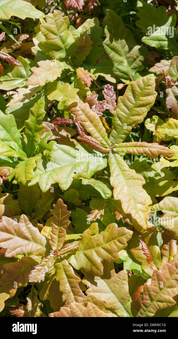 New oak trees sprouts Stock Photo - Alamy