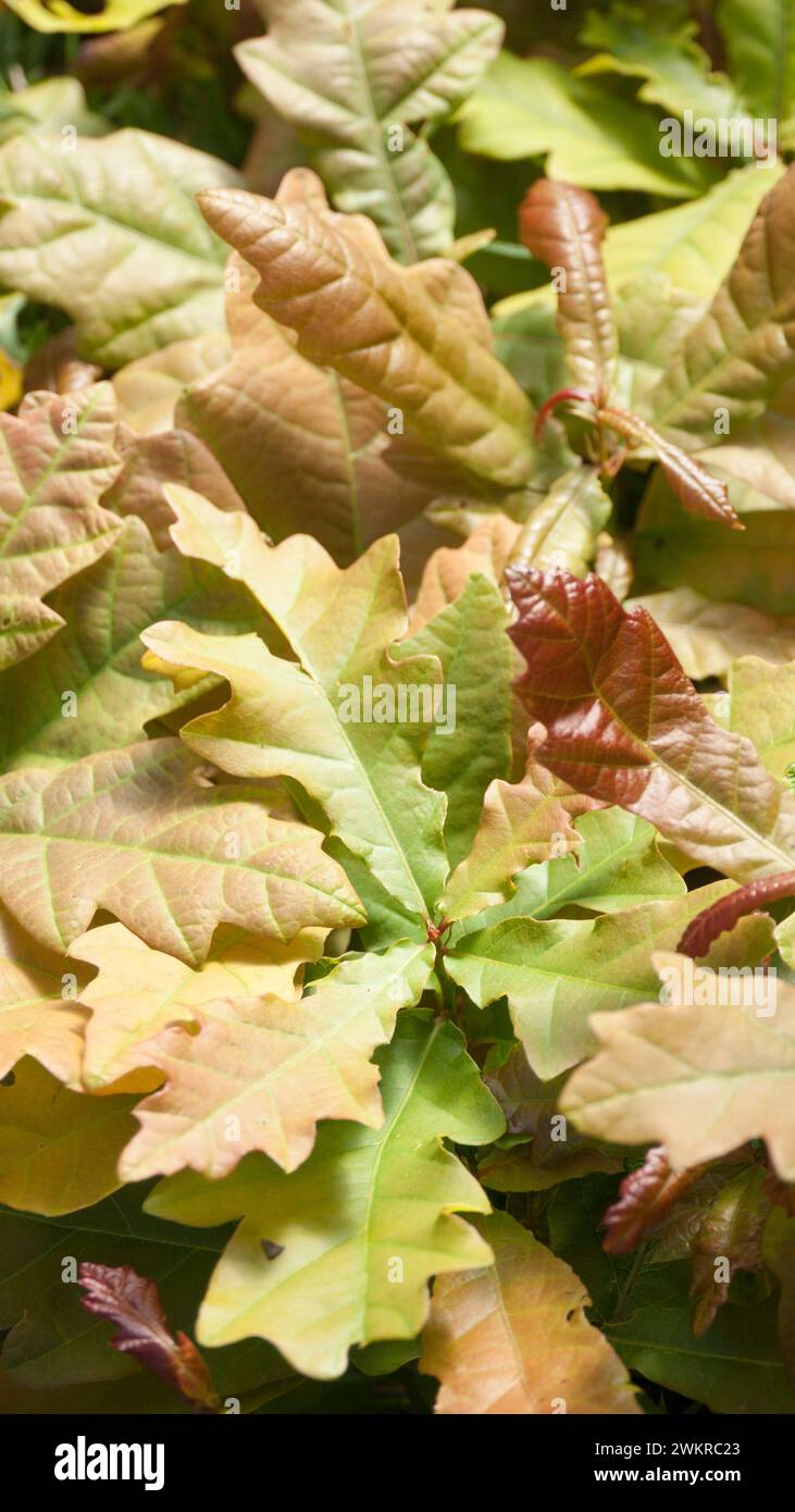 New oak trees sprouts Stock Photo - Alamy